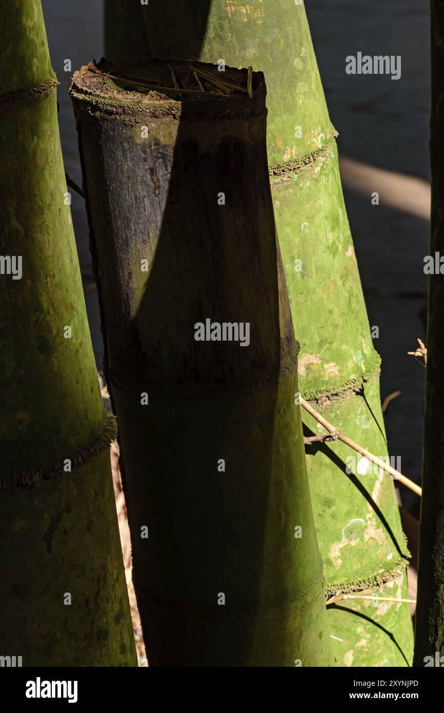 Bamboo detailed view hi-res stock photography and images - Alamy