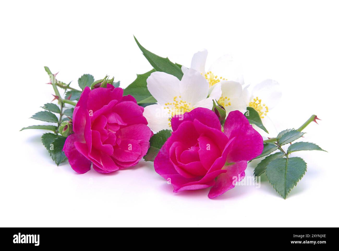 Rose isolated, rose isolated Stock Photo - Alamy