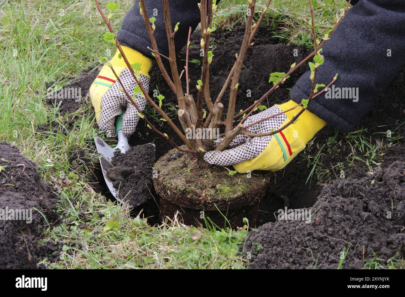Planting a shrub, planting a shrub Stock Photo - Alamy