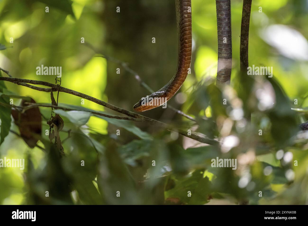 American whipsnake (Mastigodryas melanolomus), slithering on a branch, in the rainforest ...