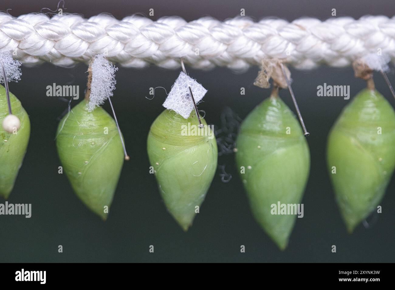 Cocoons suspended from a rope. They are kept here until they hatch ...