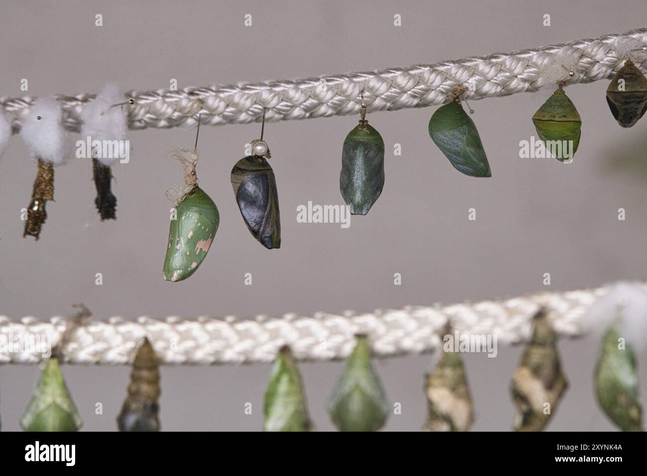 Cocoons suspended from a rope. They are kept here until they hatch ...