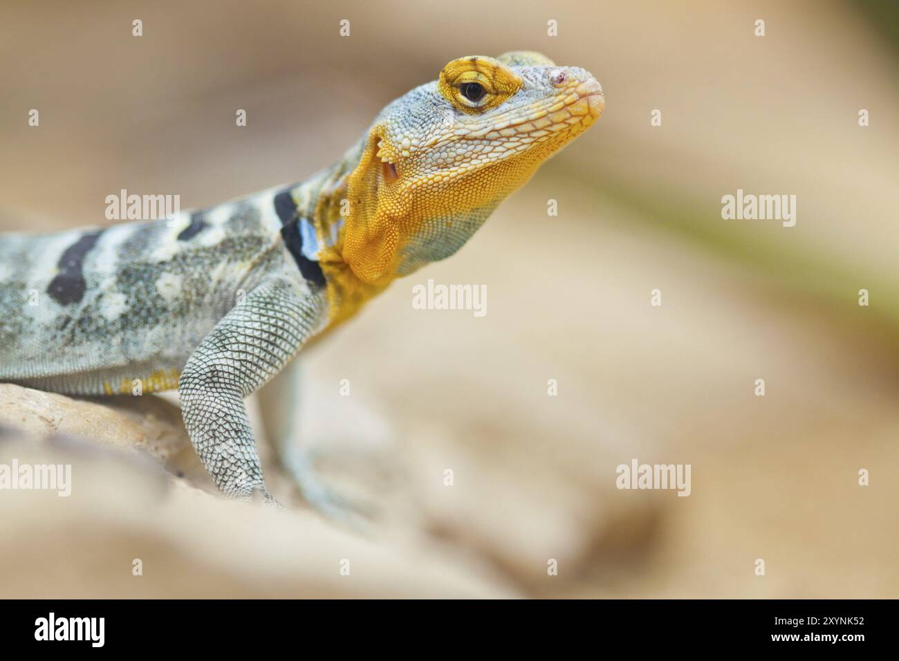 Iguana (Petrosaurus thalassinus) Blue rock iguana (Petrosaurus ...