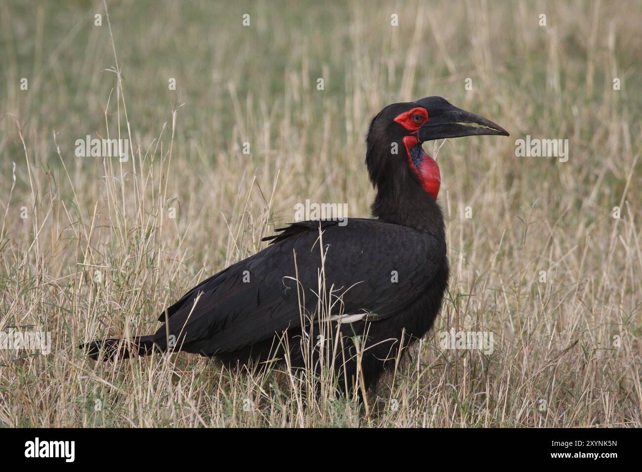 Raven bucorvus hi-res stock photography and images - Alamy