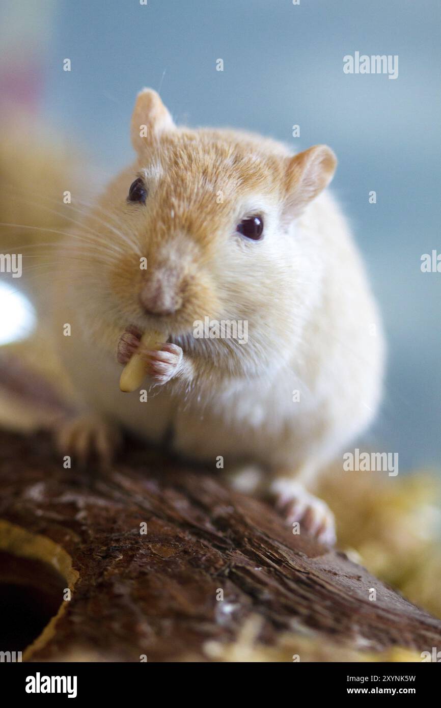 Mongolian gerbil (Meriones), gerbil as a pet Stock Photo - Alamy