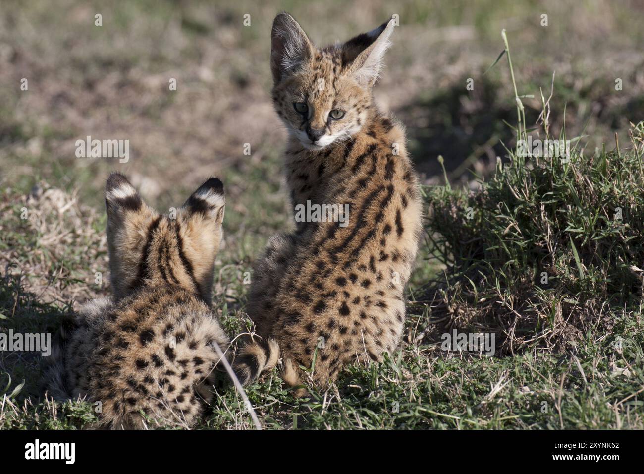 Young servals in front of their den Stock Photo - Alamy