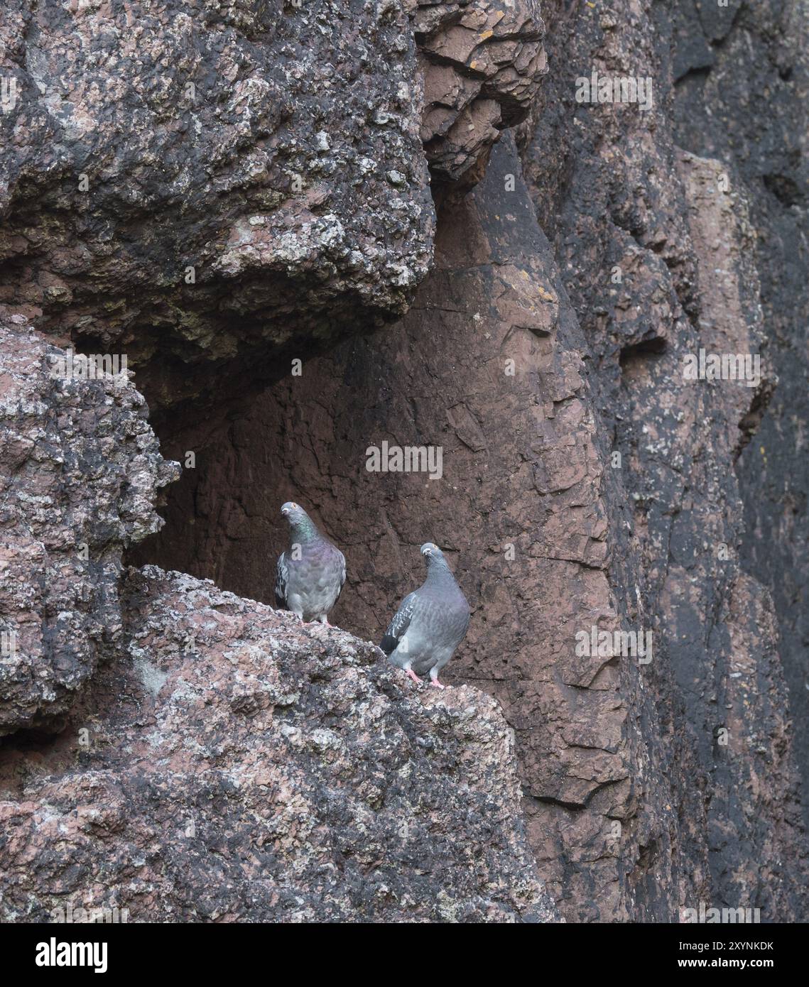 Two rock pigeons sitting in a cave on the Welsh coast Stock Photo - Alamy
