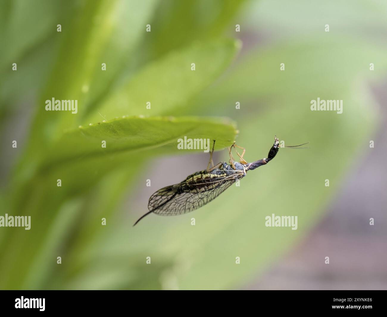 A black-necked camel fly sits on a leaf Stock Photo - Alamy