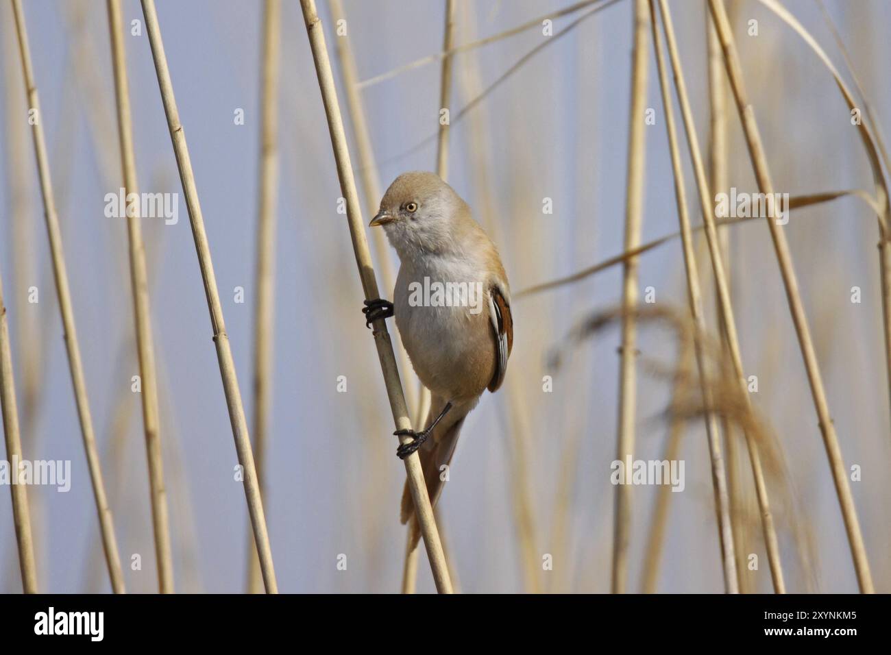 Bearded tit, female, Panurus biarmicus, bearded reedling, female Stock ...
