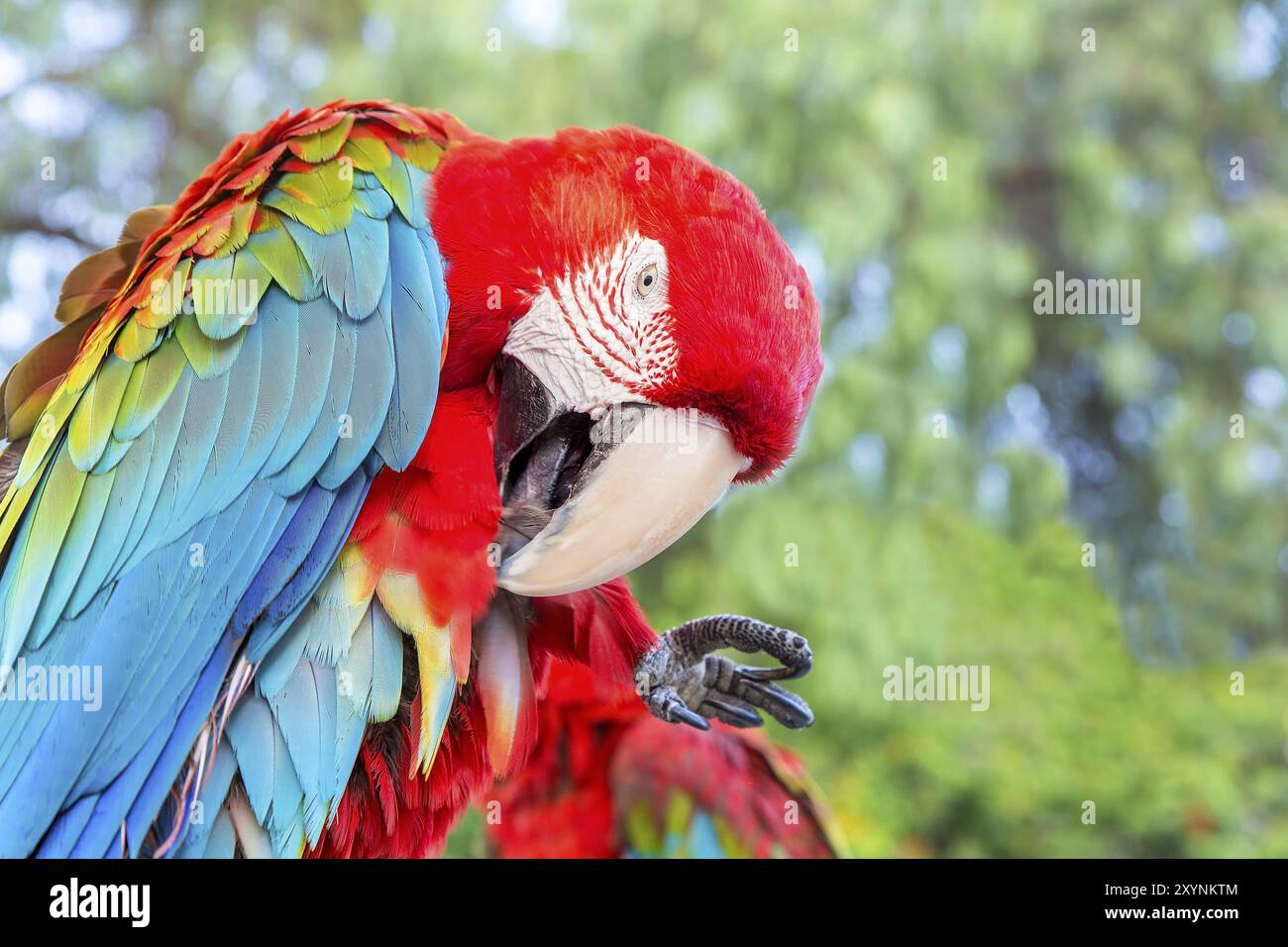 Red macaw or parrot with blue wing cleaning its feathers Stock Photo ...