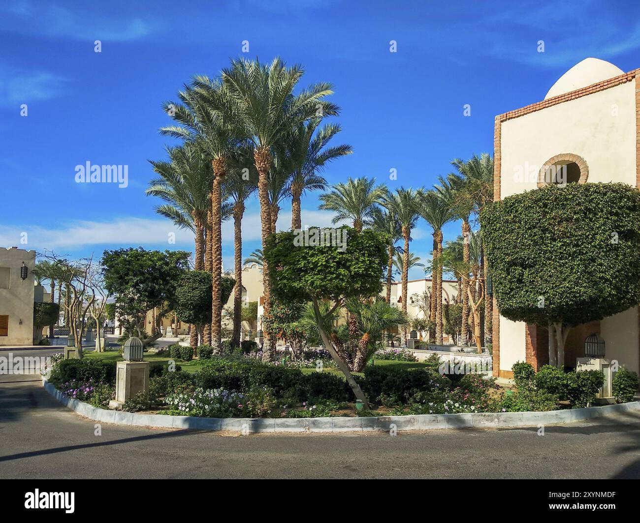 Street palm trees in egypt hi-res stock photography and images - Alamy