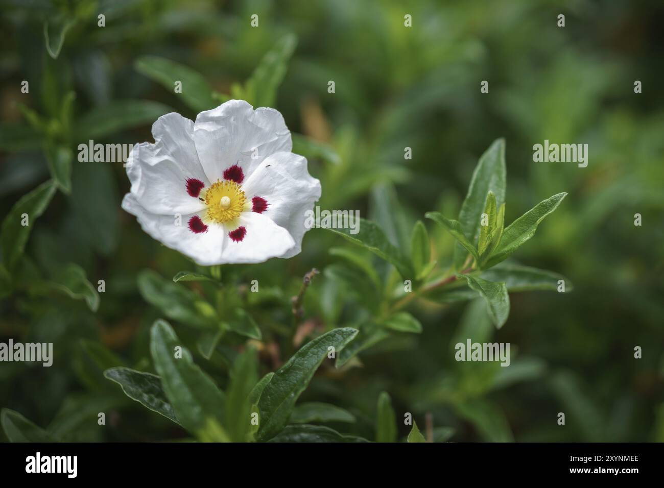 Rockroses hi-res stock photography and images - Alamy
