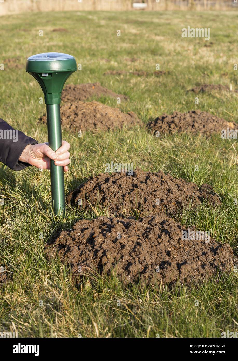 Attaching a mole deterrent Stock Photo - Alamy