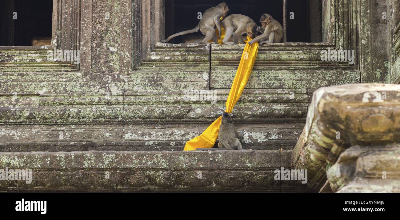 Young monkeys steal cloth in the temple complex of Angkor Wat, Cambodia ...