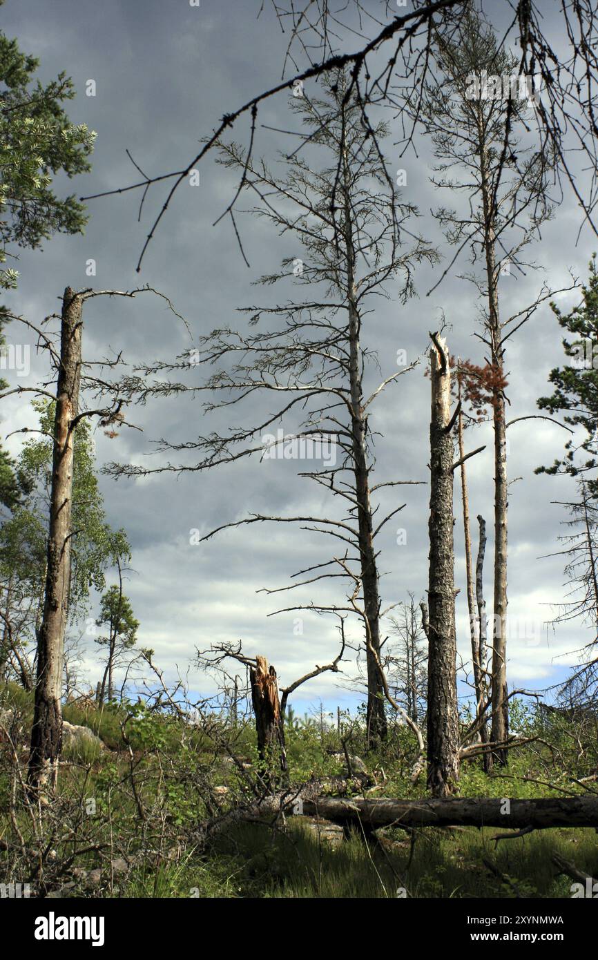 Tree disease deforestation issue hi-res stock photography and images ...