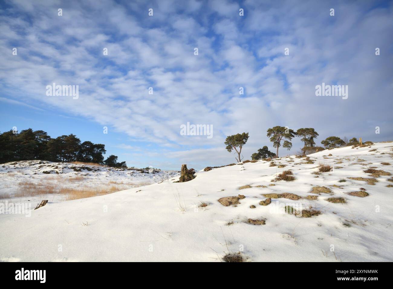 Pine trees in dutch dunes hi-res stock photography and images - Alamy