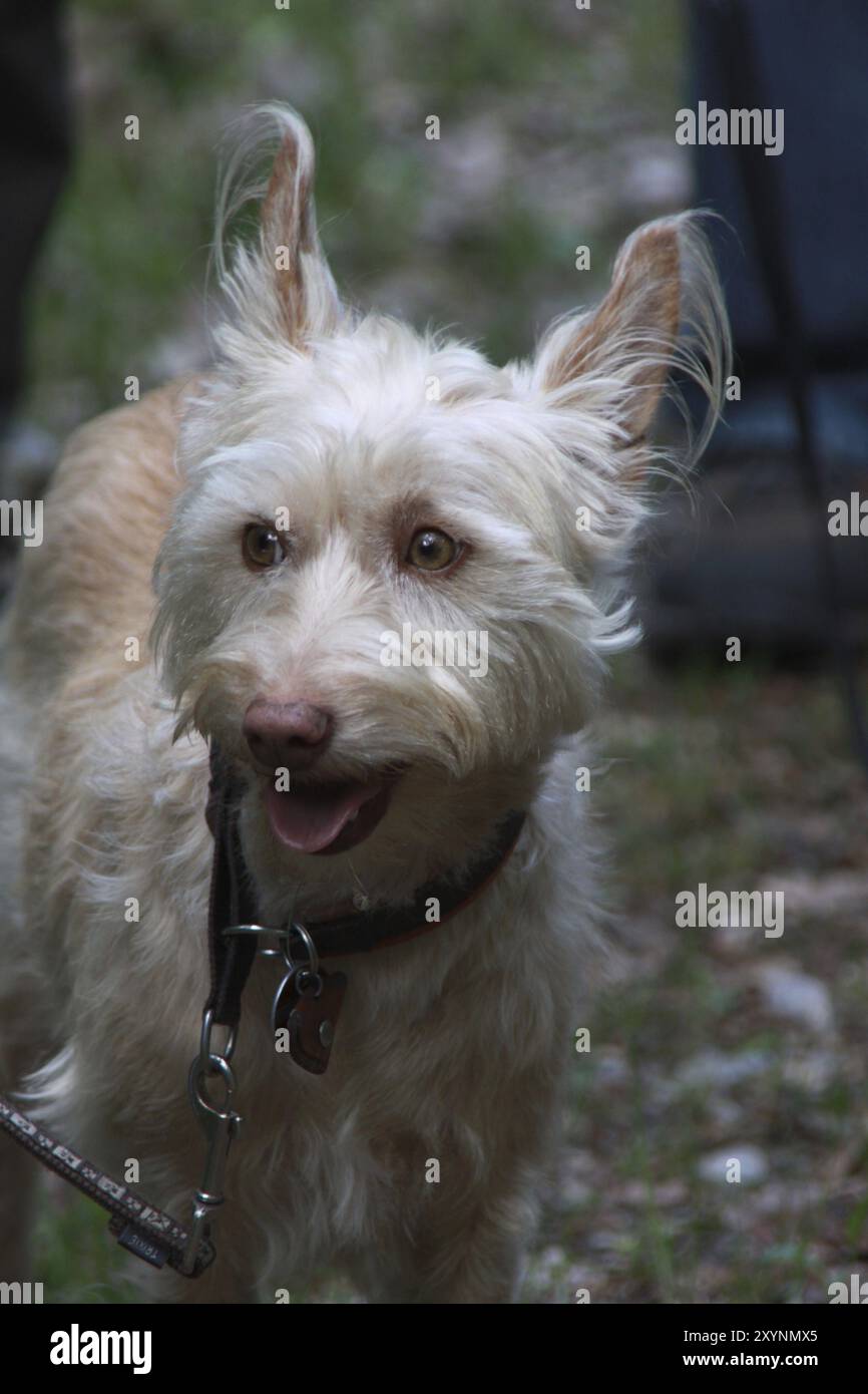 Portugueso hi-res stock photography and images - Alamy