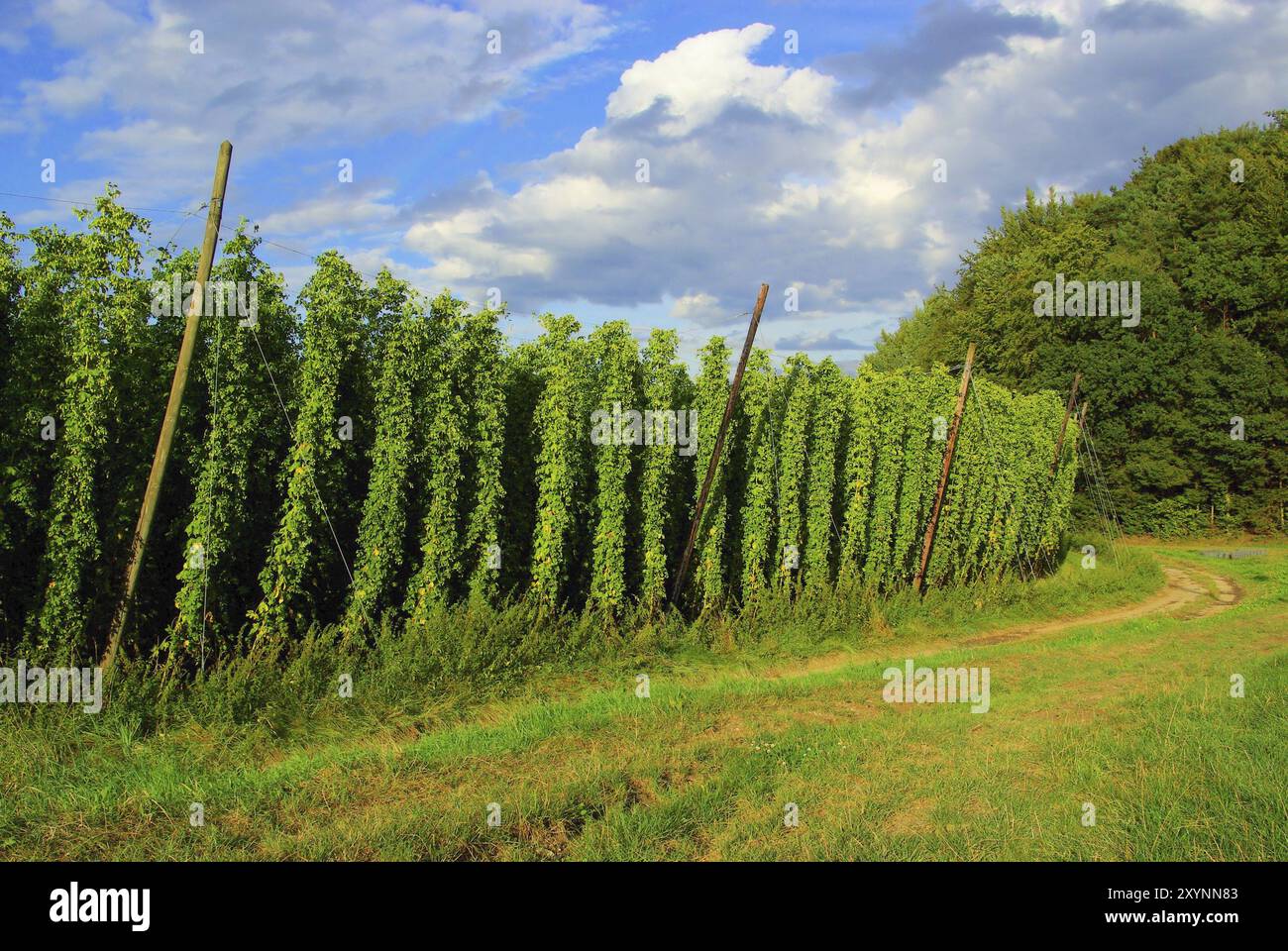 Hop field 04 Stock Photo - Alamy