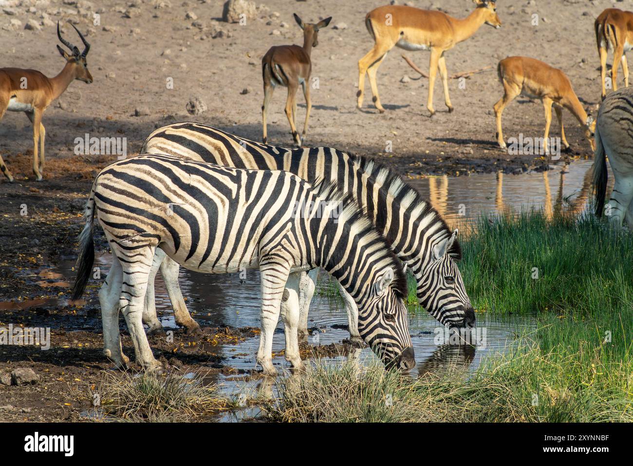 Couple of mountain zebras and impalas drinking at a waterhole, wildlife ...