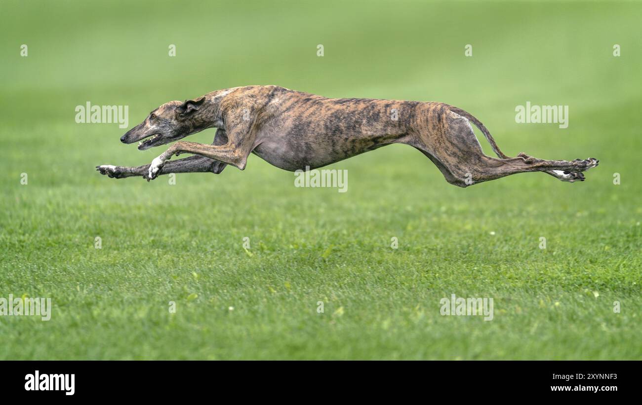 A greyhound lifted completely off the ground during the race Stock ...