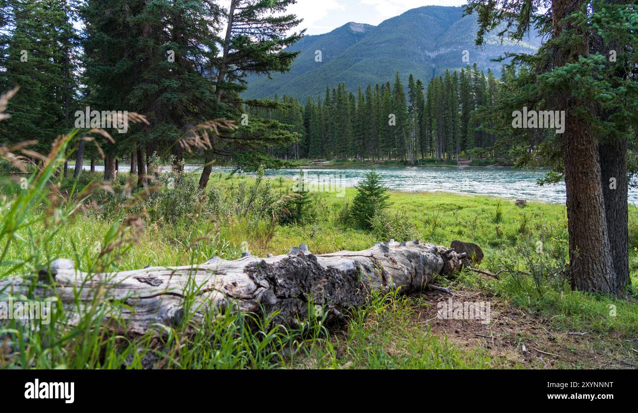 Meadow riverside forest hi-res stock photography and images - Alamy