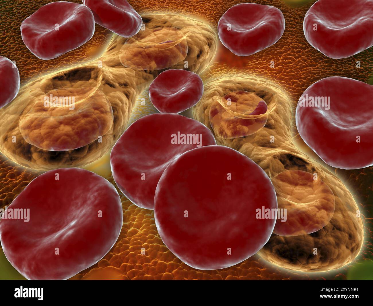 Malaria parasites red blood cells hi-res stock photography and images ...