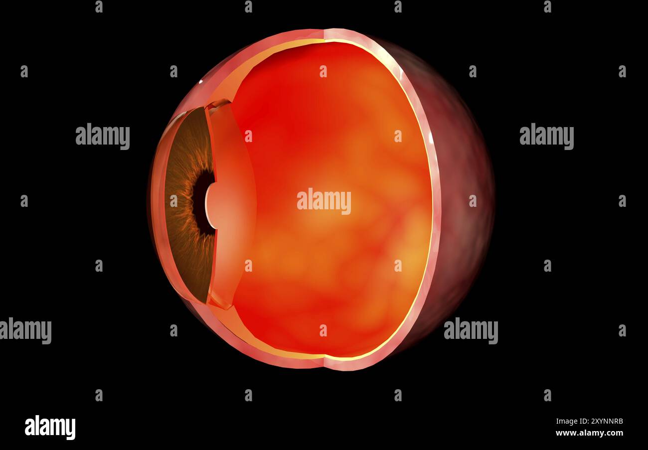 Human skin cross section hi-res stock photography and images - Alamy