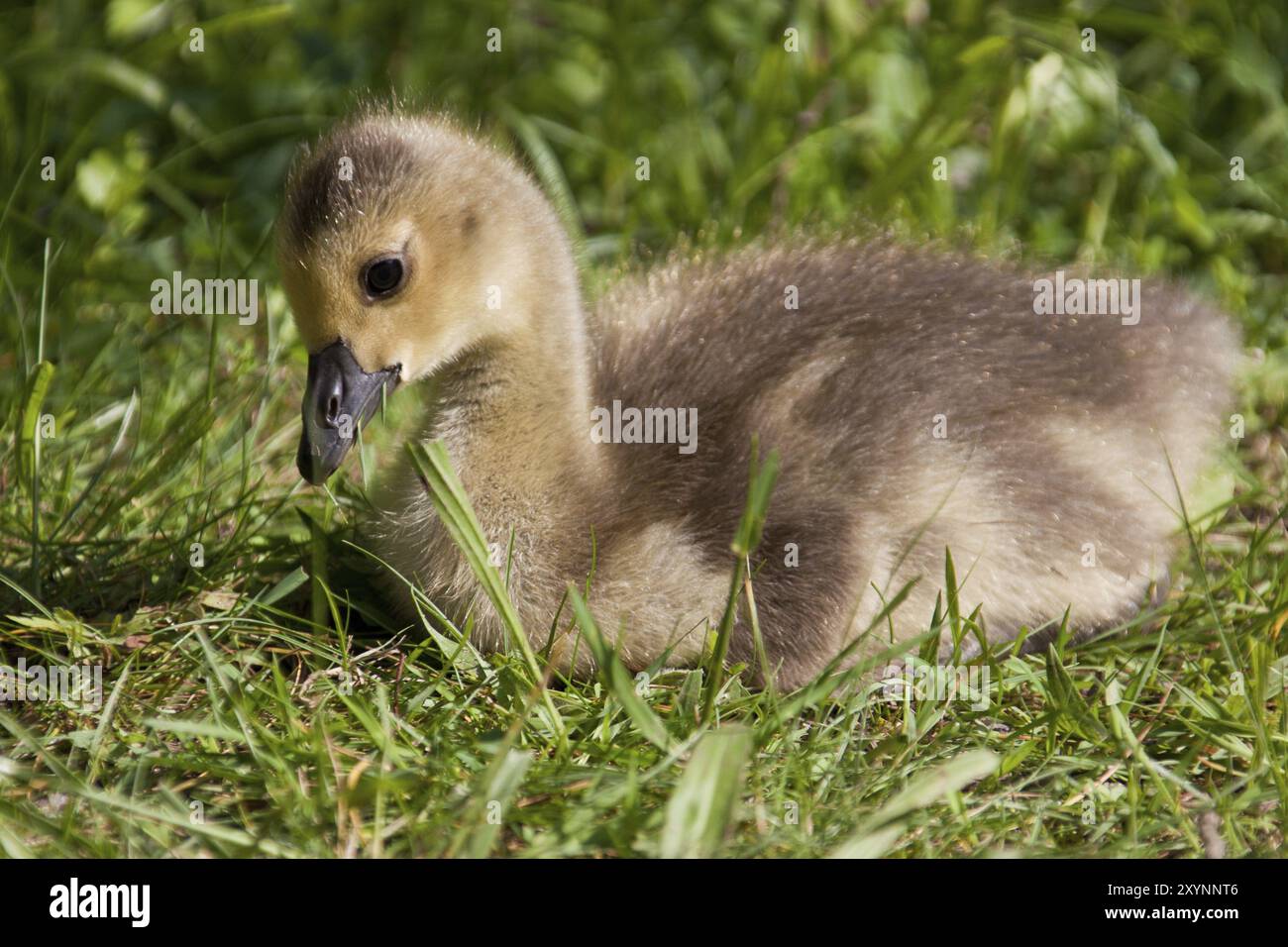 Canada gooses chick hi-res stock photography and images - Alamy