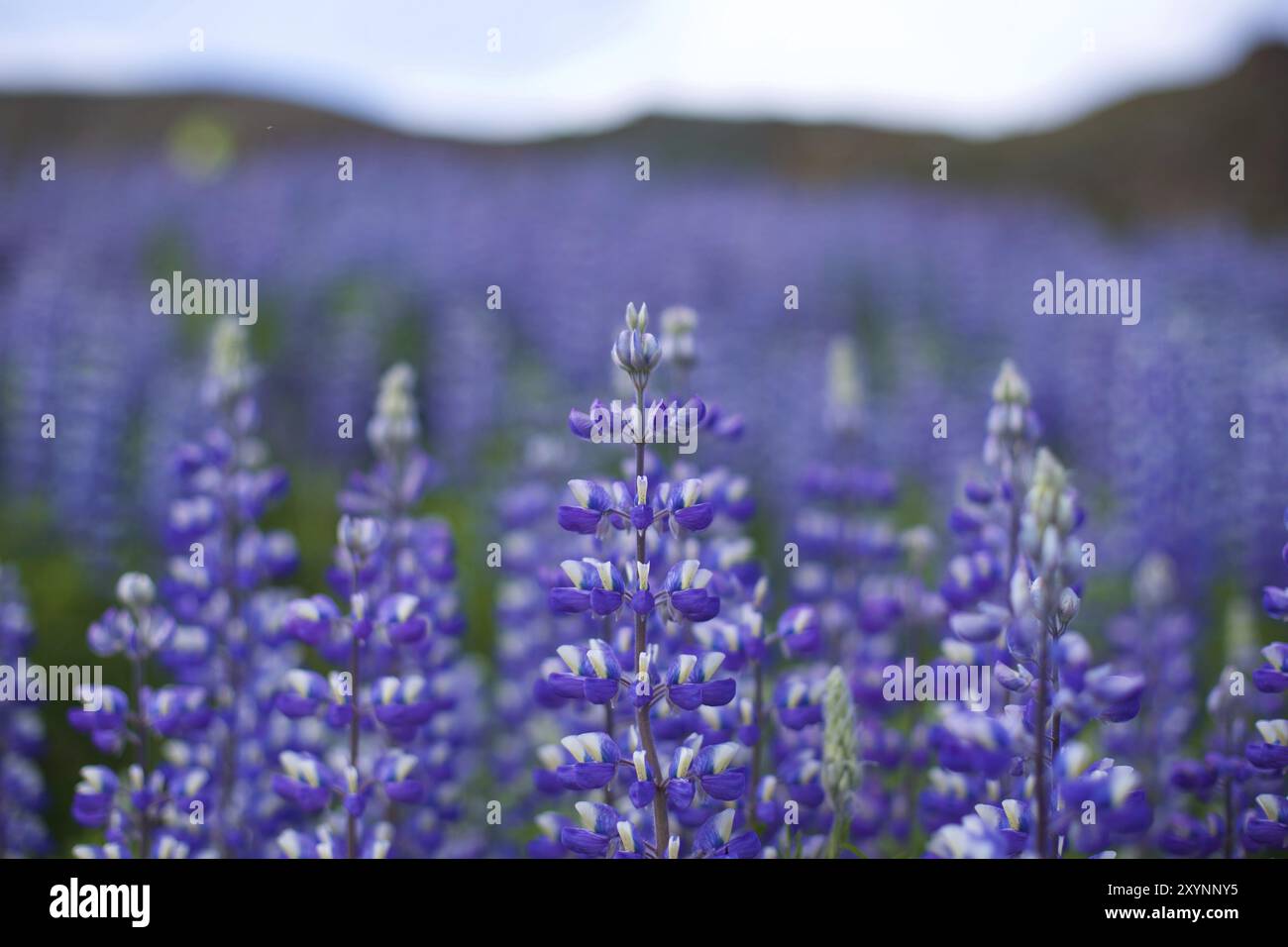 Lupin field in Iceland Stock Photo - Alamy