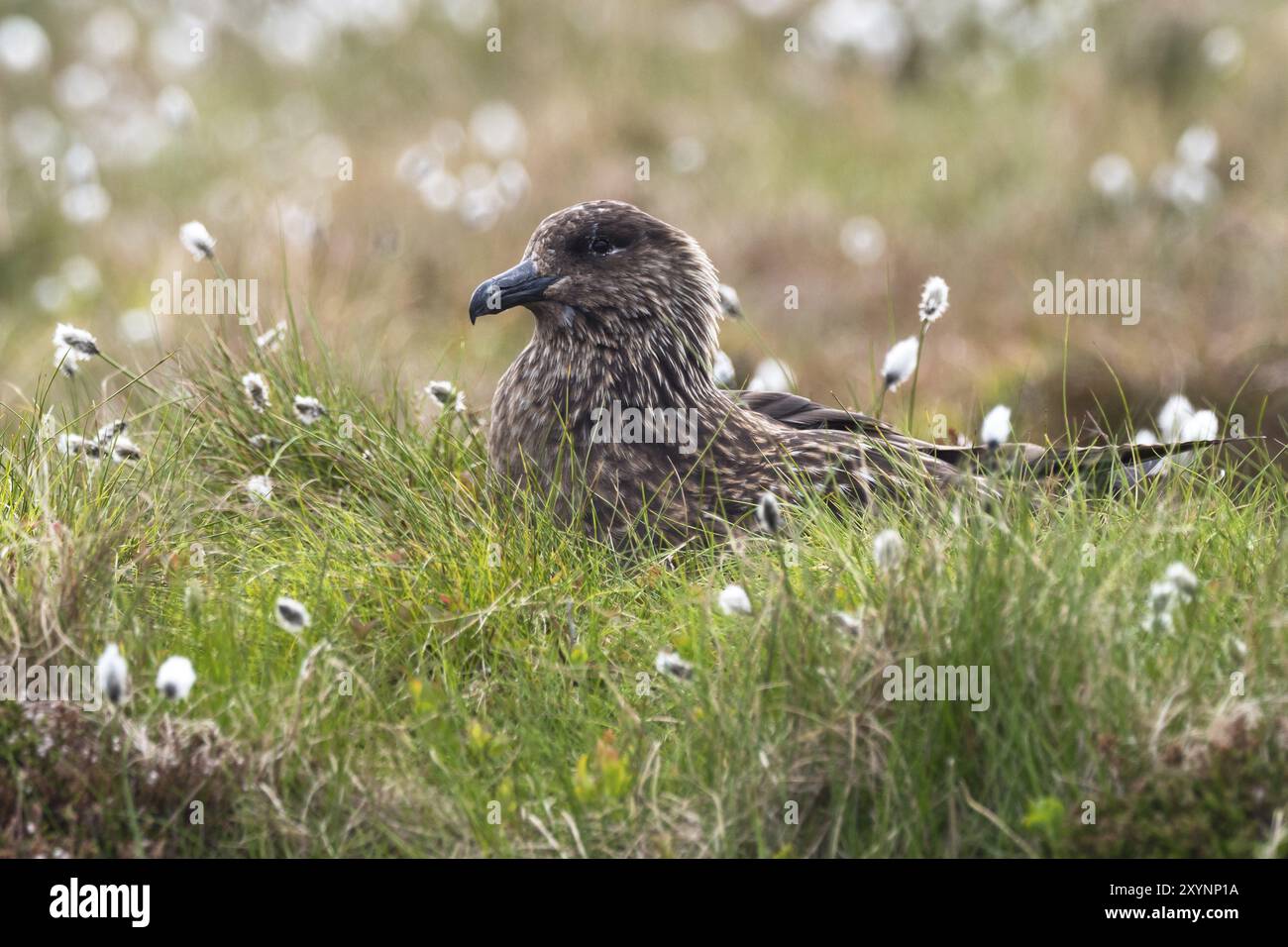 A Great skua sits brooding on its nest Stock Photo - Alamy