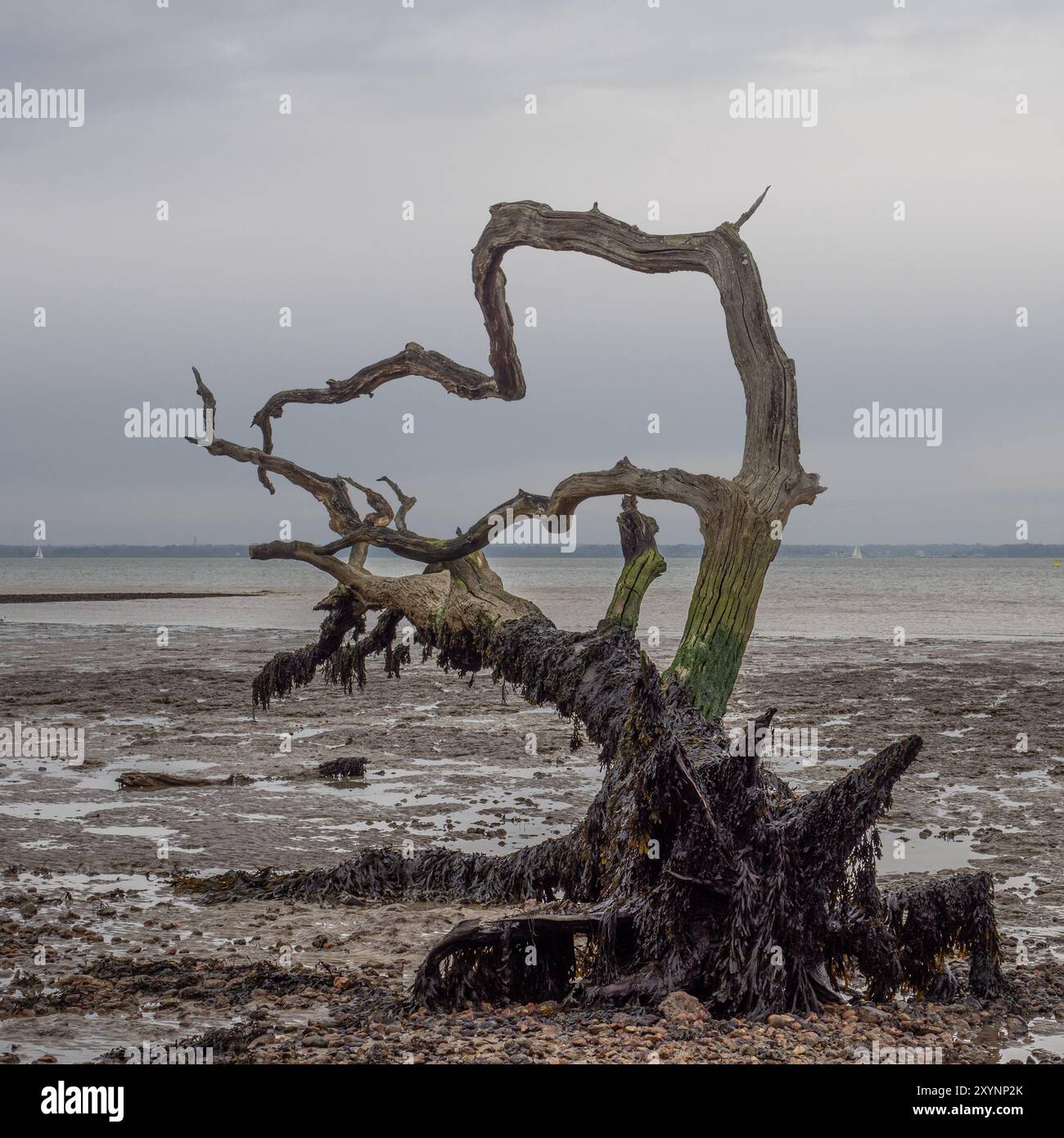 Silhouette of a dead tree lying on quiet empty beach under overcast sky ...