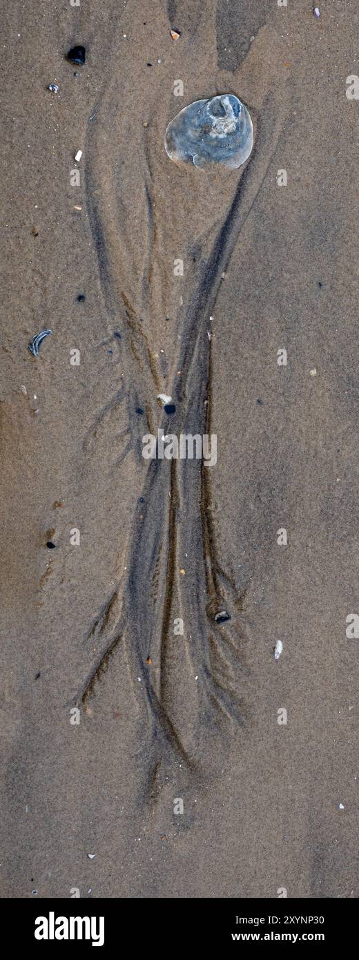 a close up of linear line pattern markings in the sand from withdrawing ...