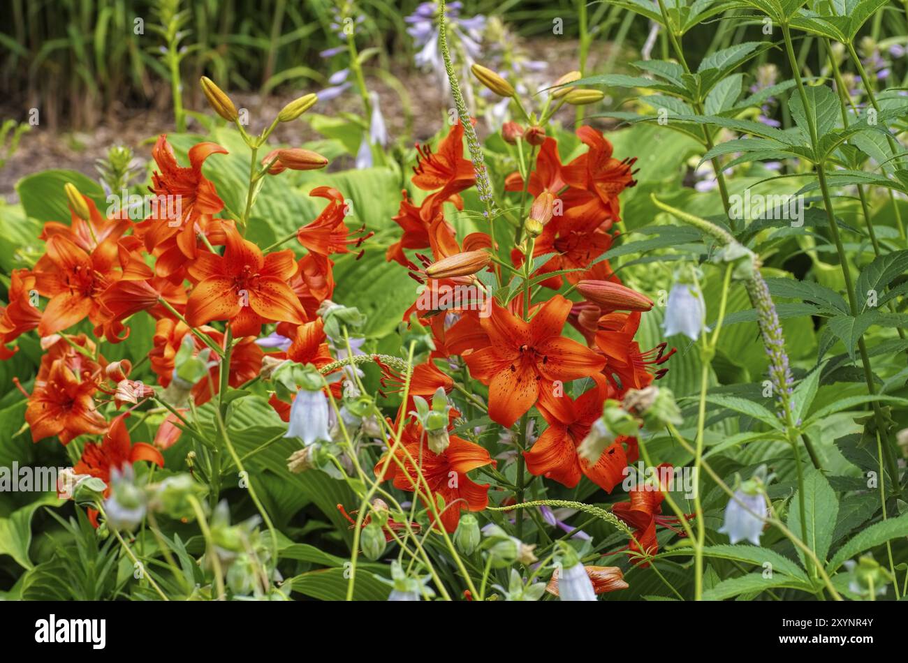 Lilium davidii Elwes 01 Stock Photo - Alamy