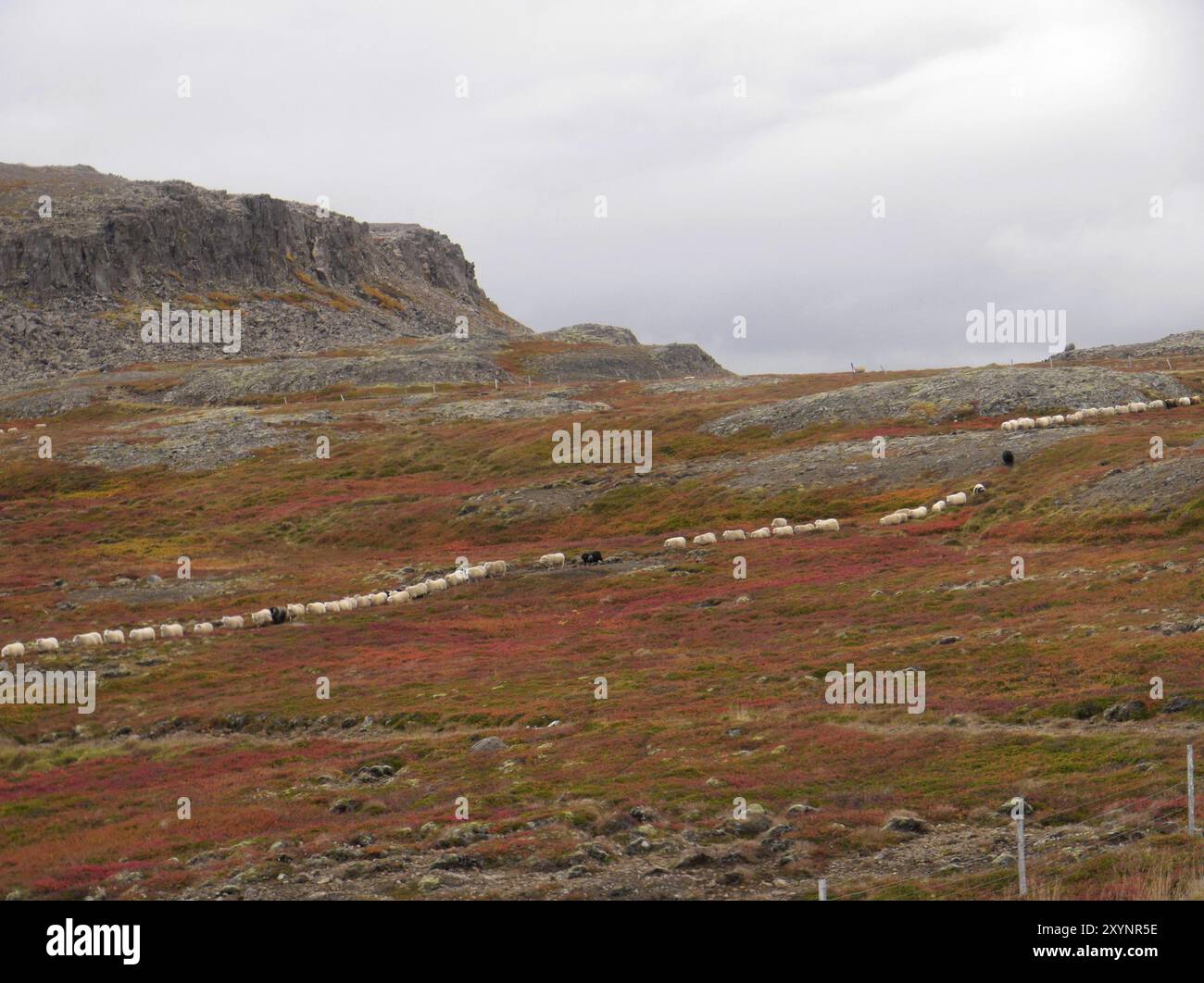 Rounding up cattle hi-res stock photography and images - Alamy