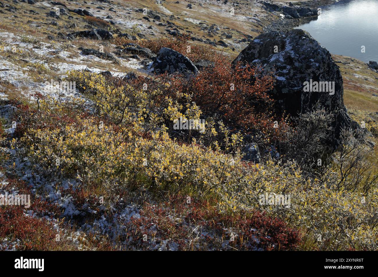 Plants near the ruins of Hvalsey, southwest Greenland, in autumn Stock ...