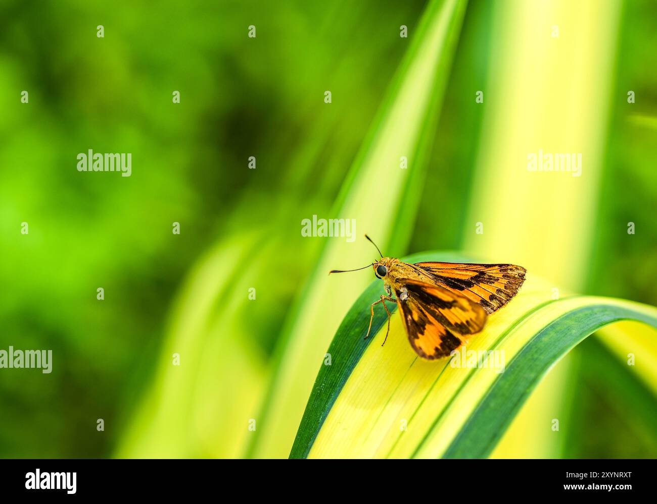 Singapore life singapore park hi-res stock photography and images - Alamy