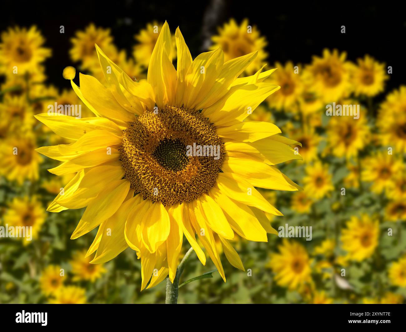 field of yellow sunflowers in the summertime Stock Photo - Alamy