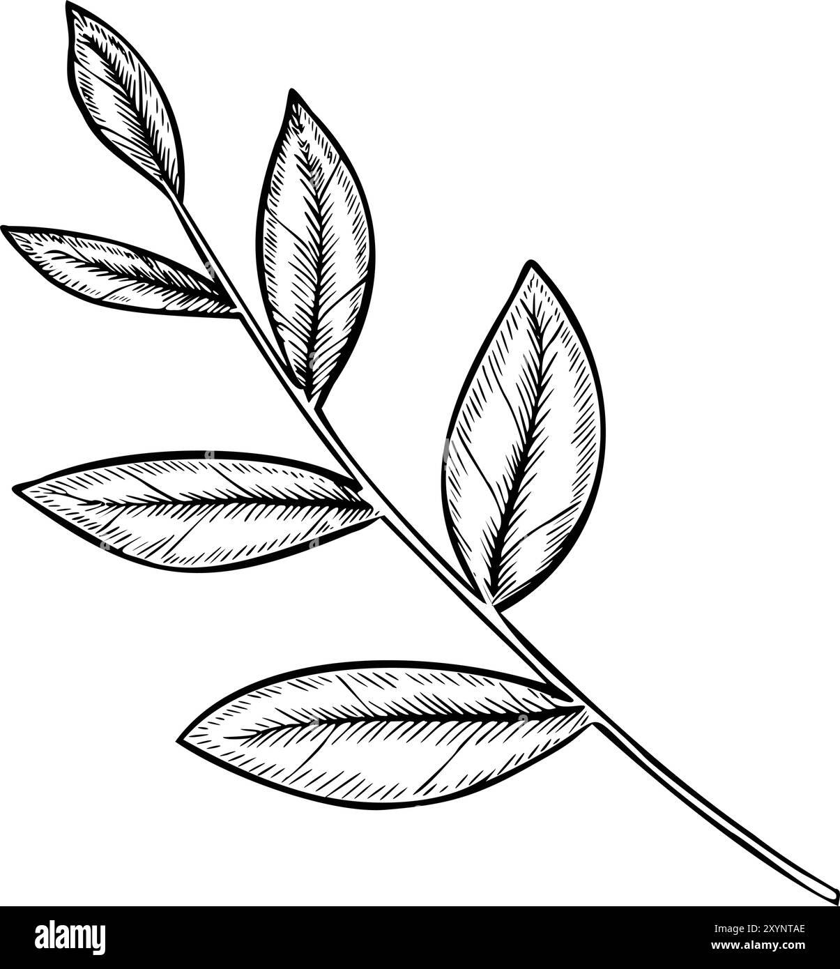Branch with leaves vector illustration. Linear drawing of plant for ...