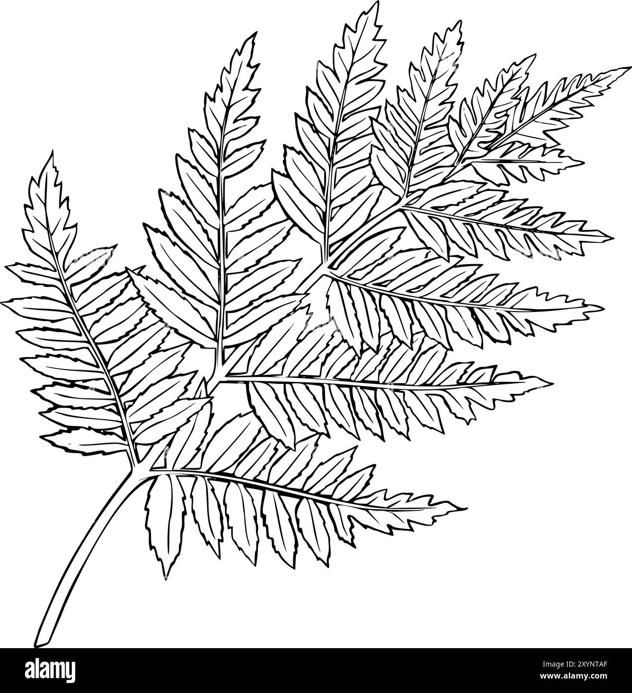 Vector Botanical Illustration of Fern Leaf on isolated background ...
