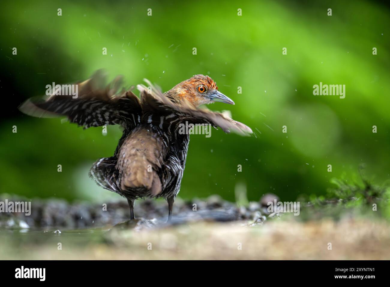 Slaty grey legs hi-res stock photography and images - Alamy
