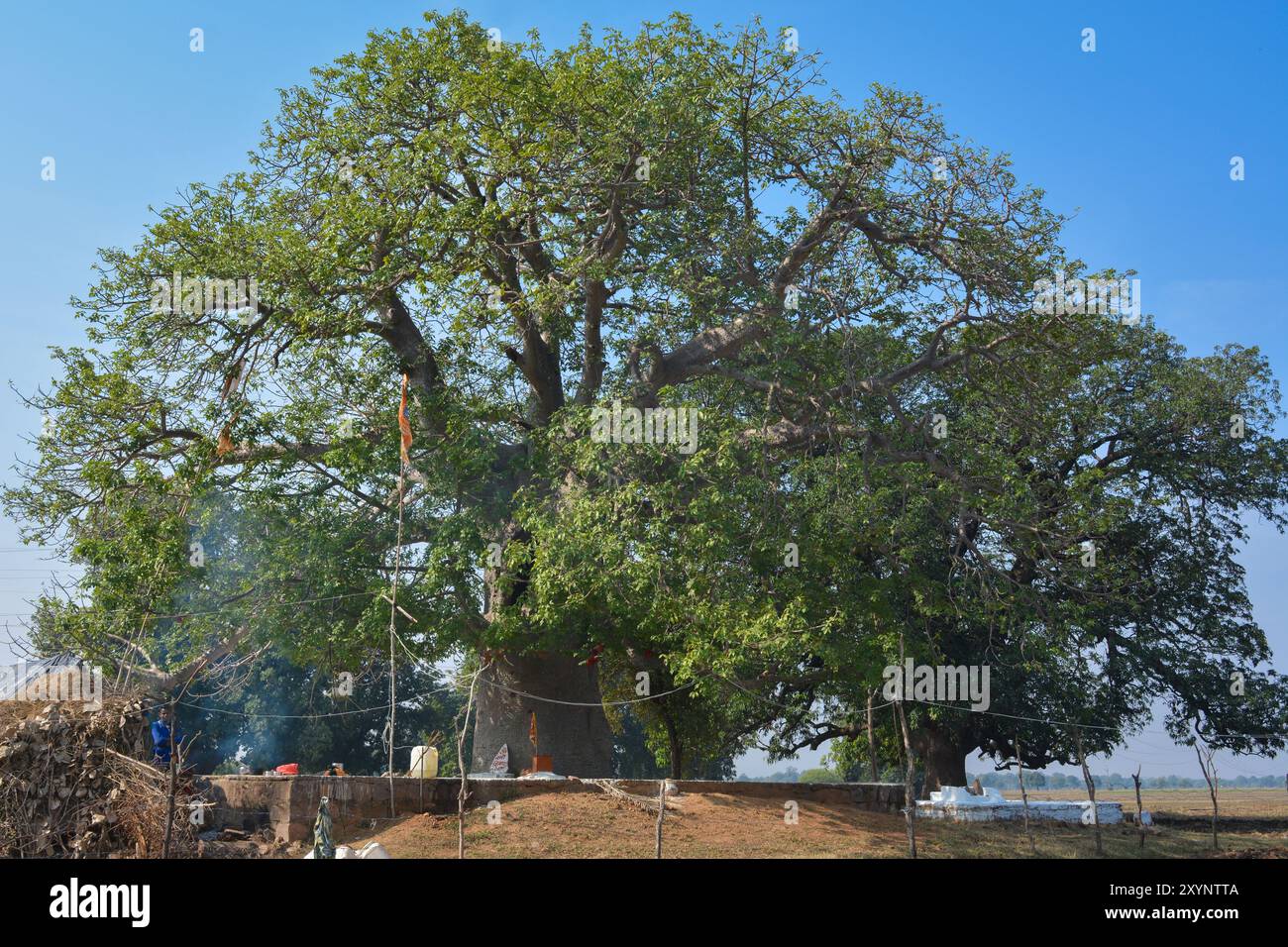 Kalpavriksha, Tikamgarh, Madhya Pradesh, India Stock Photo - Alamy