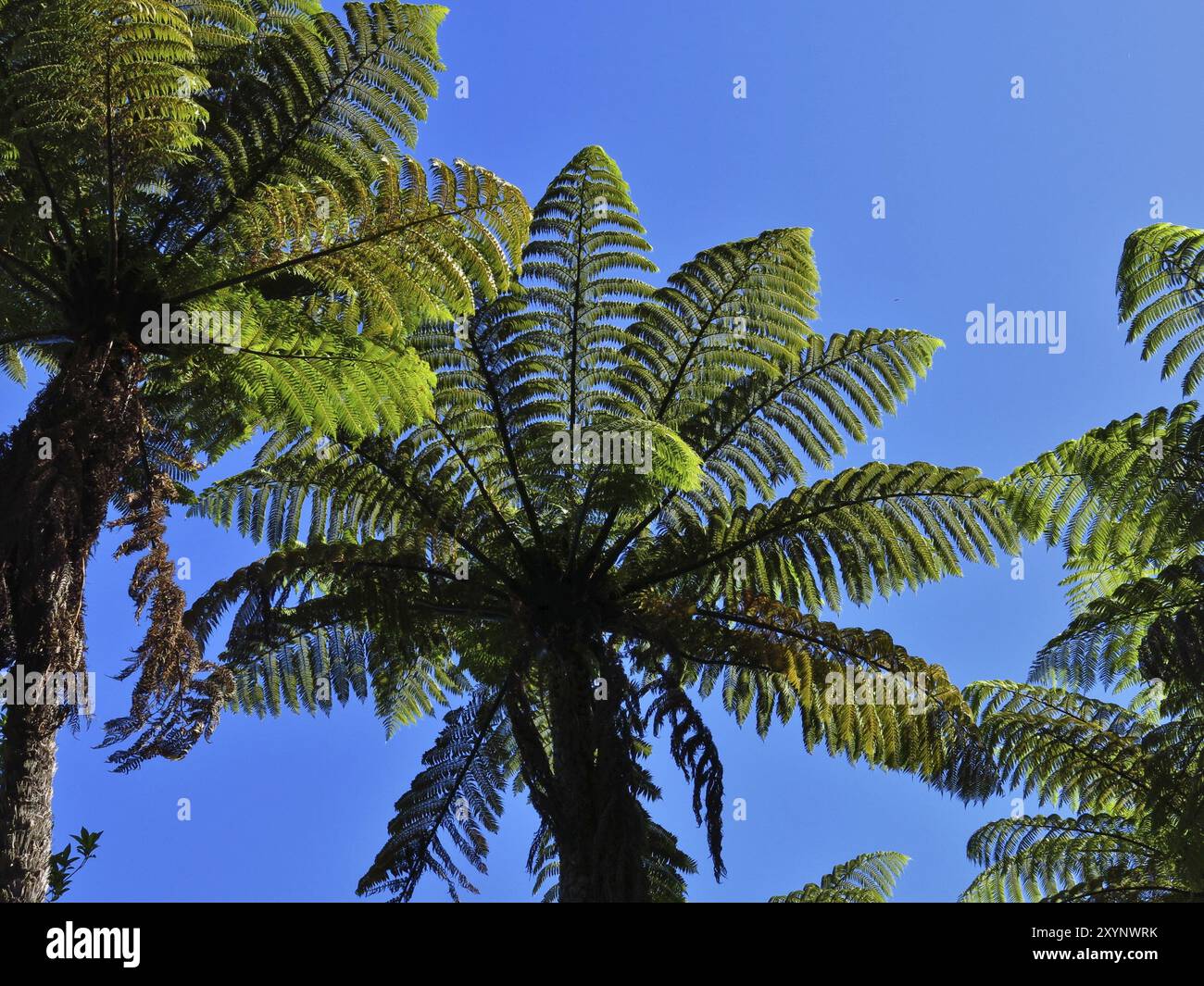 Scene in the Abel Tasman National Park. Big fern trees Stock Photo - Alamy