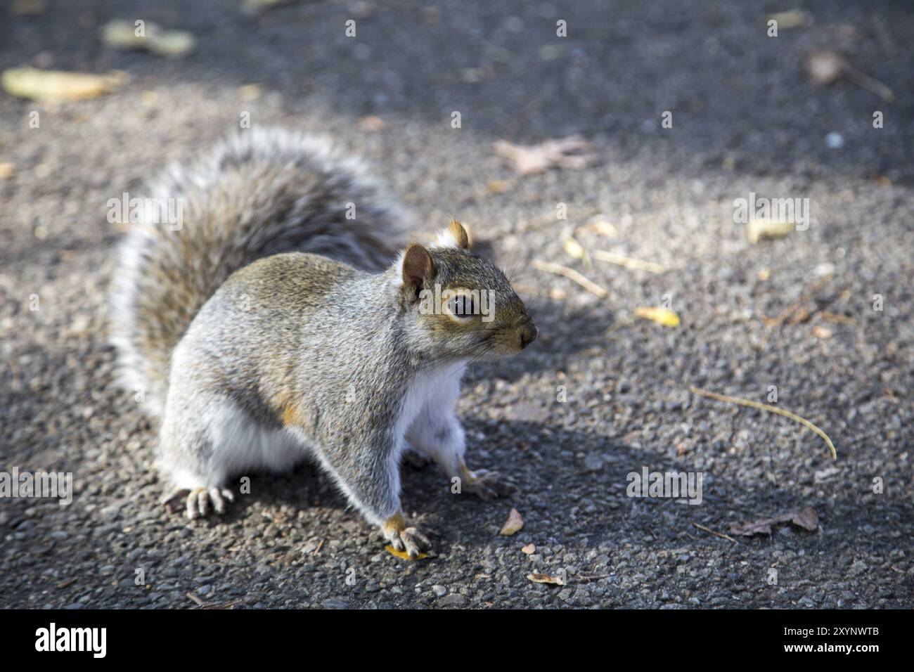 Closeup of an eastern grey squirrel in a public park in New York City ...