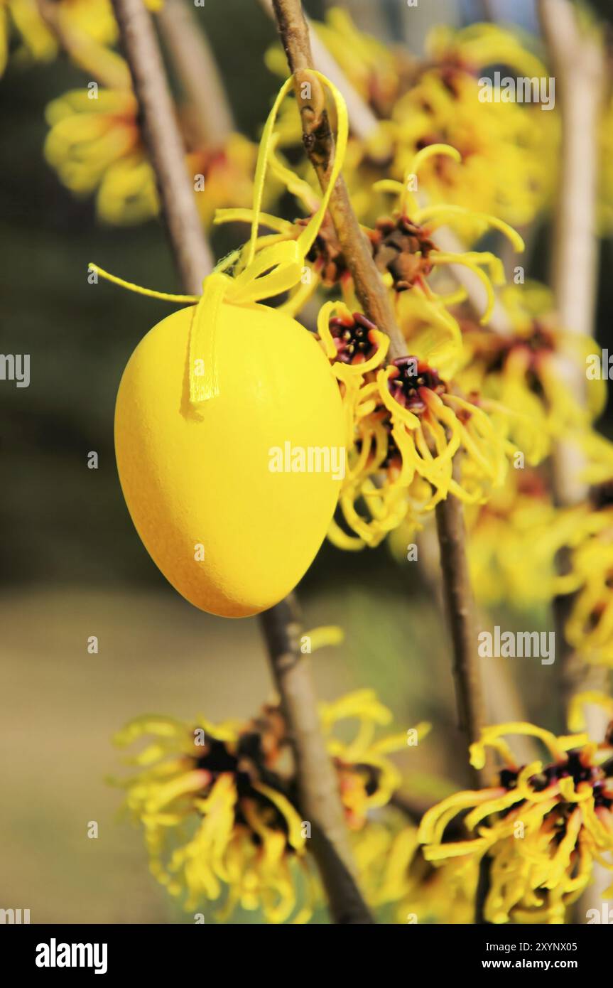Easter shrub Hamamelis, hamamelis shrub in easter time 05 Stock Photo ...