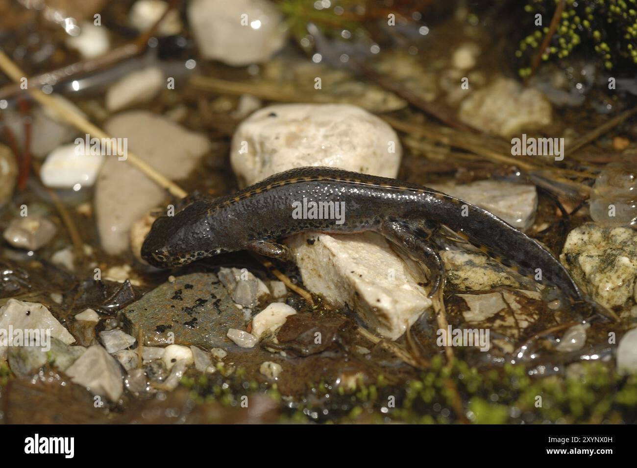 Newts mating hi-res stock photography and images - Alamy