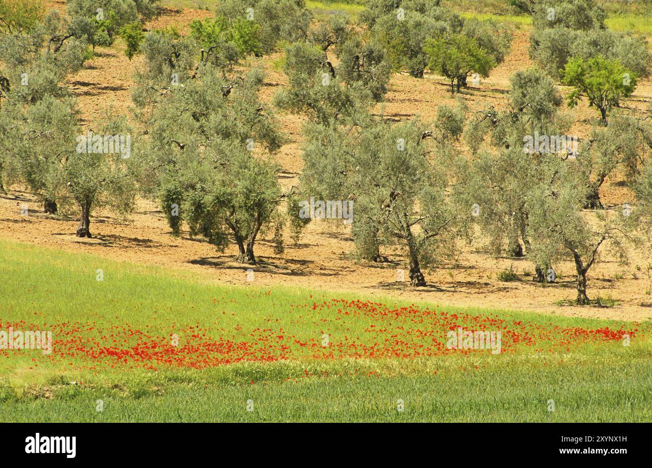 Olive tree, olive tree 56 Stock Photo - Alamy
