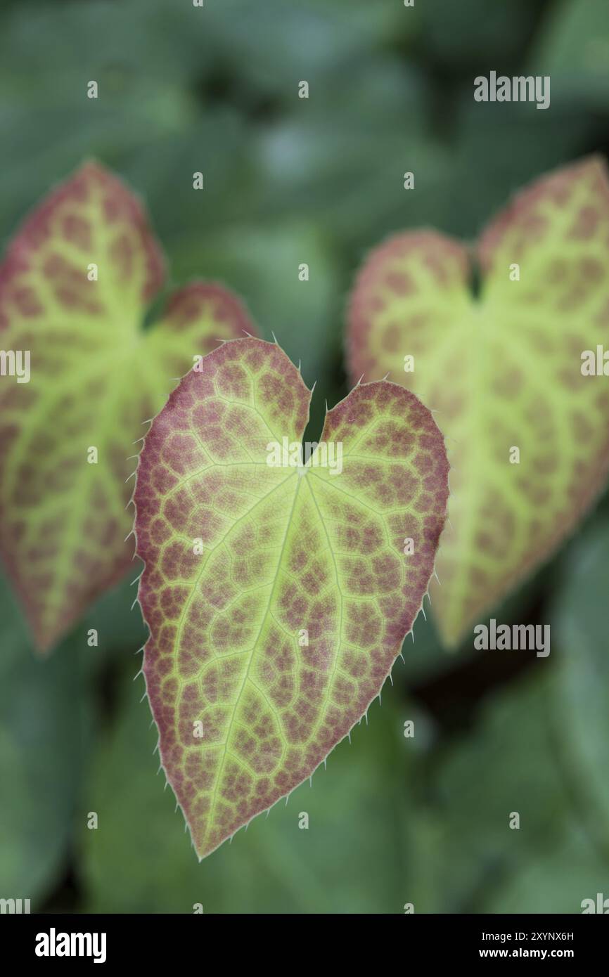 Leaves of an elfin flower (Epimedium) in the garden Stock Photo - Alamy