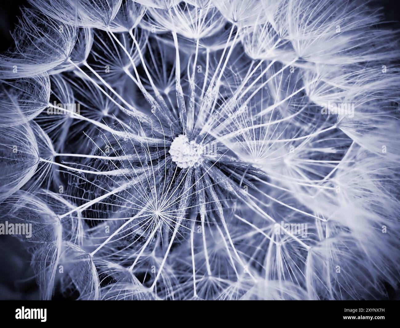 Macro of giant dandelion Stock Photo - Alamy