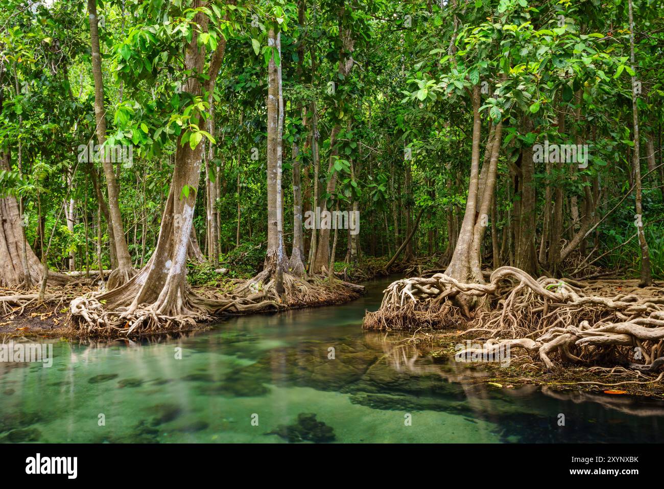 Tha Pom, the mangrove forest in Krabi, Thailand Stock Photo - Alamy
