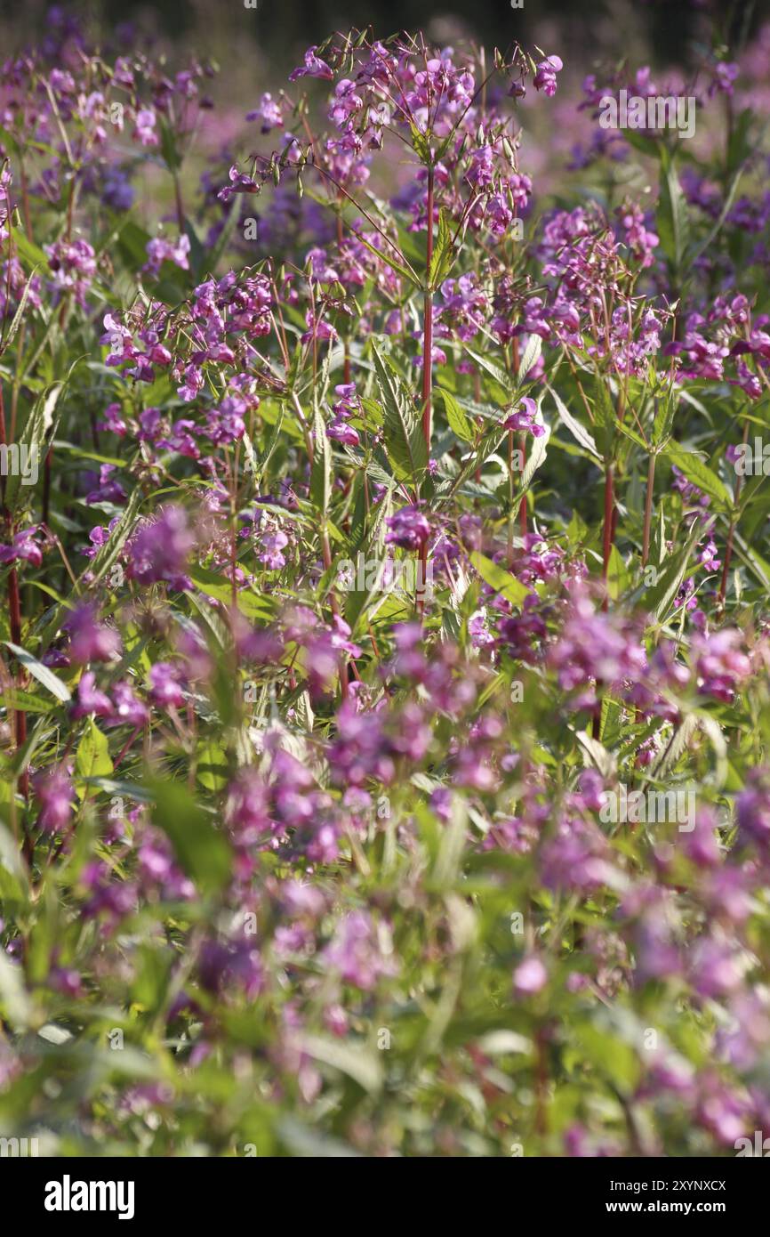 Himalayan or Indian balsam Stock Photo - Alamy